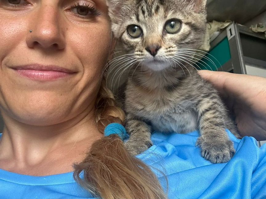 Котенок Сабрина из приюта Некрасовка