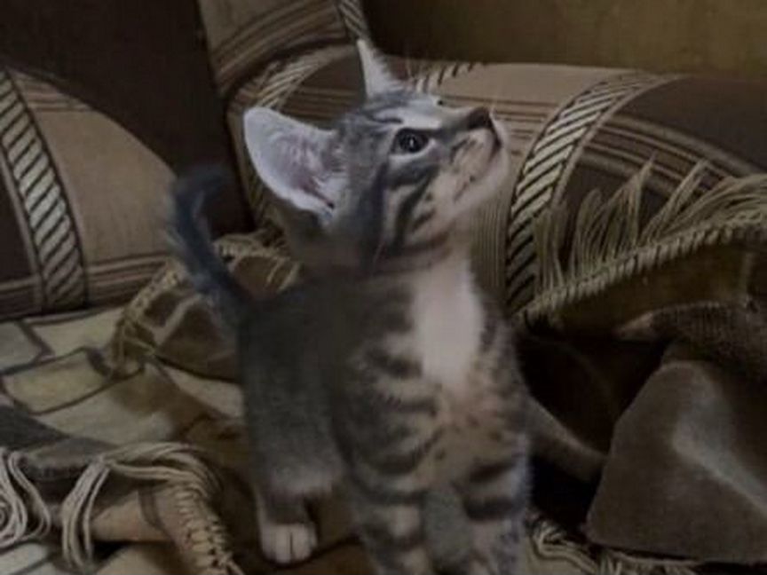 Котята