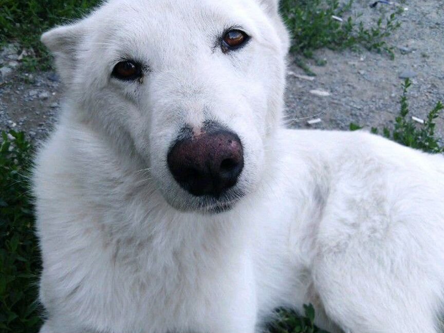 Лайка