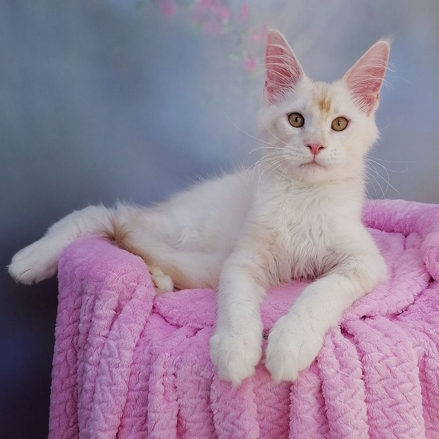Котик Мейн-кун Джем