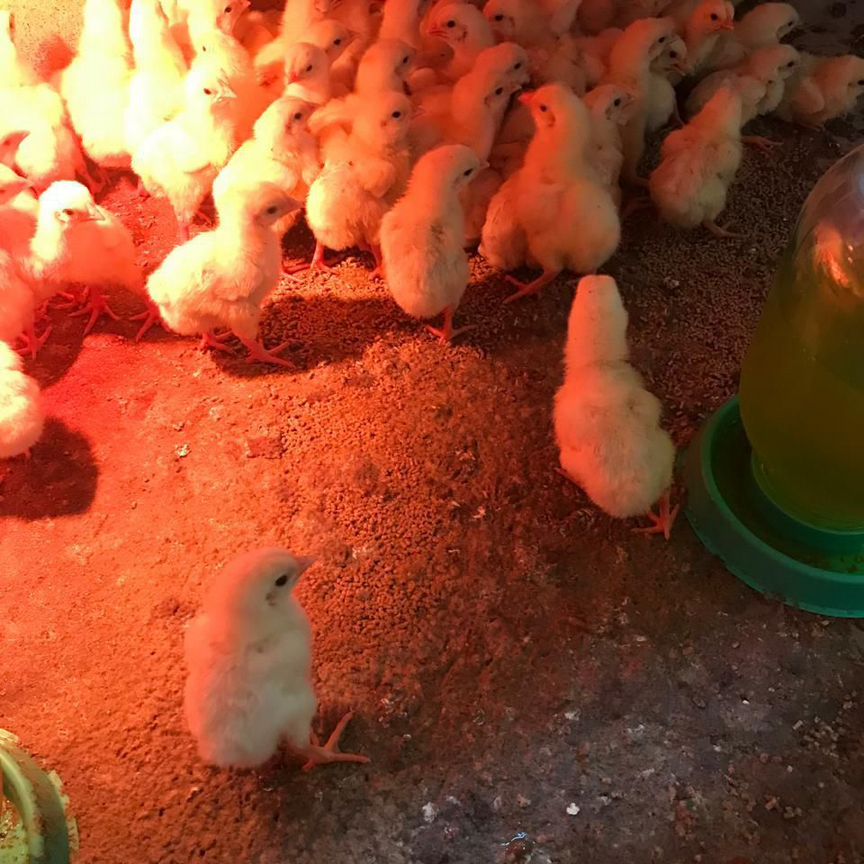 Цыплята бройлеры