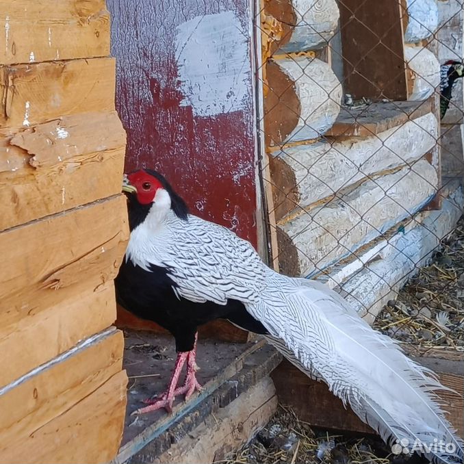 Серебряный фазан