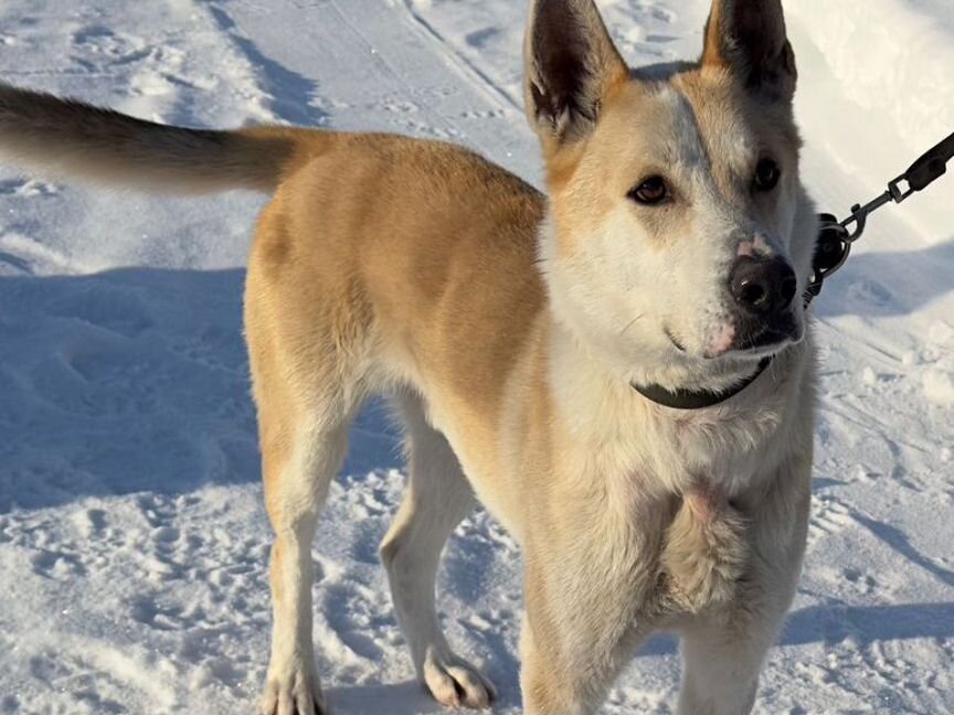 Собака Макс