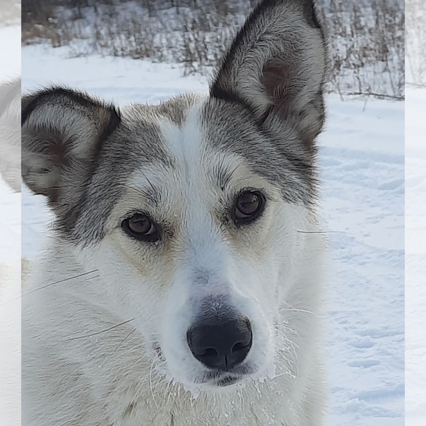 Лайка, взрослая собака