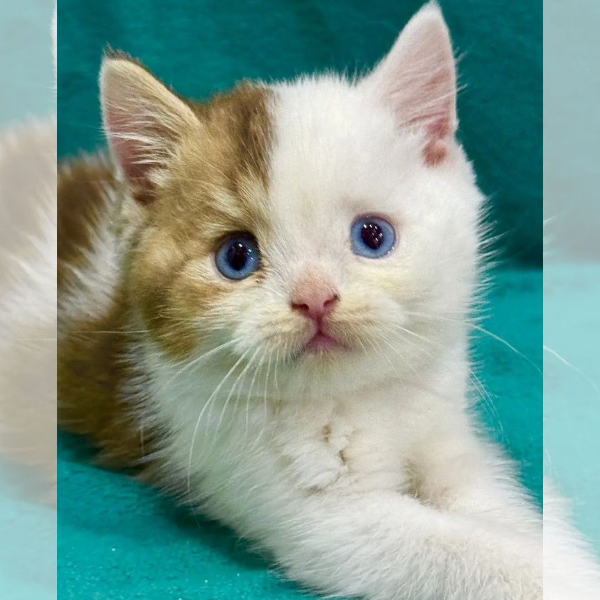 Британский короткошёрстный котёнок