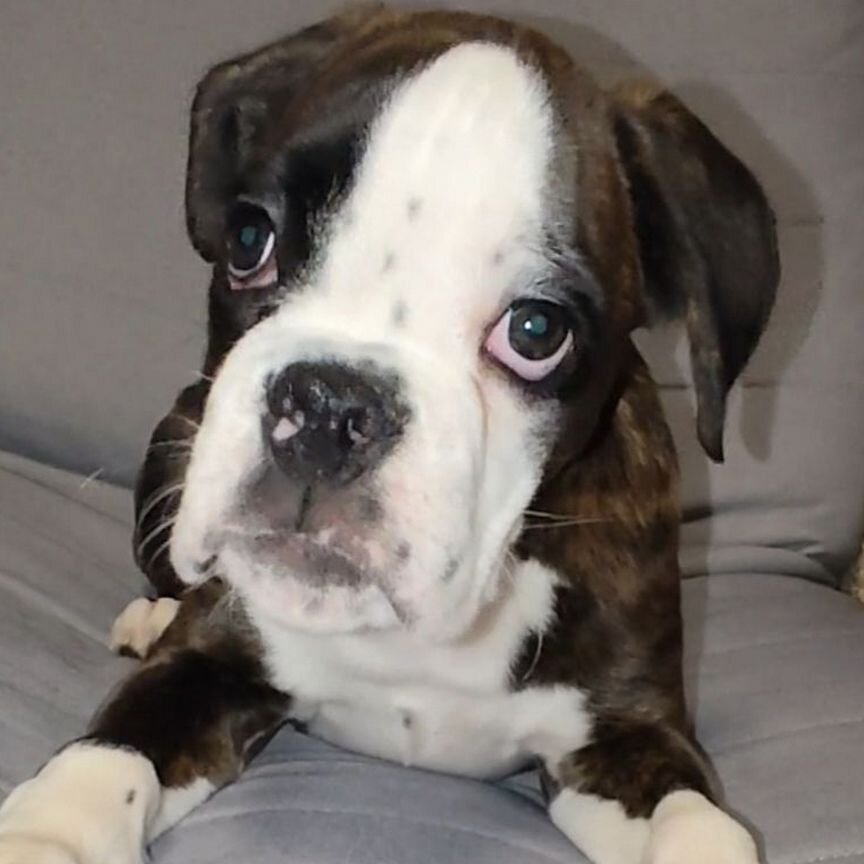 Боксер, щенок