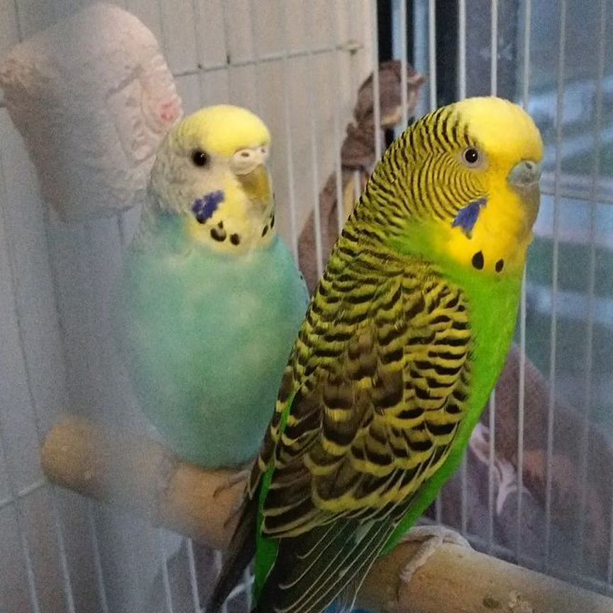 Птенцы волнистый попугай