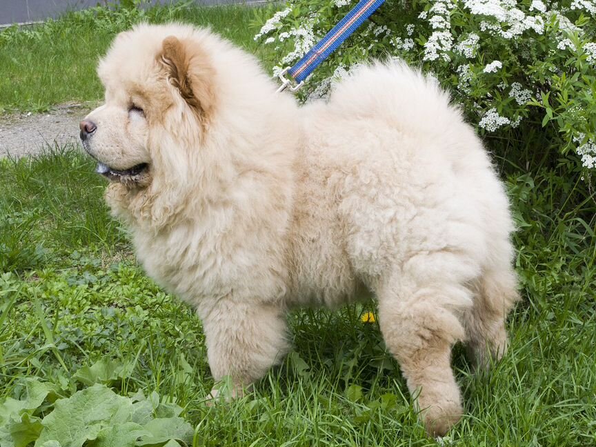 Кремовый мальчик Чау-Чау