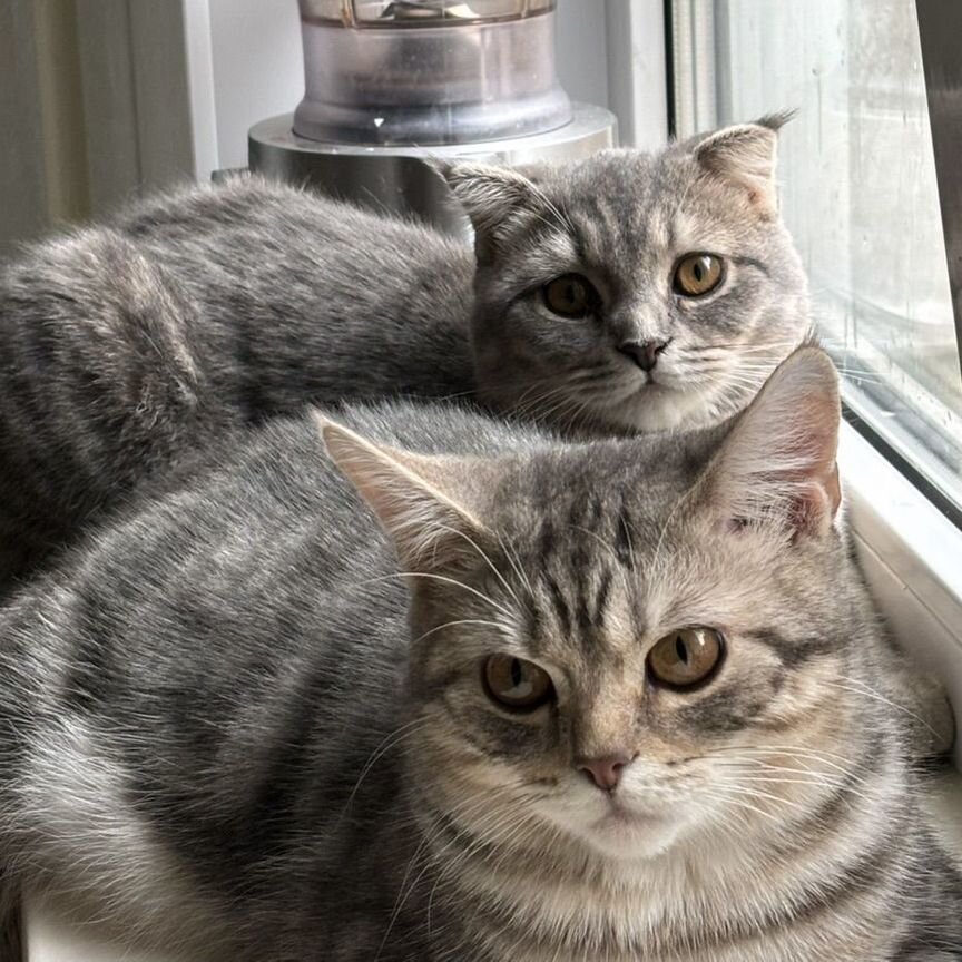 Шотландская вислоухая длинношёрстная кошка, взрослая