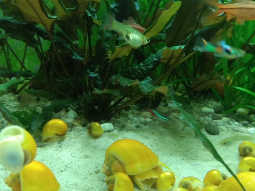 Ампулярии, Валиснерия, Роголистник, мальки Гуппи