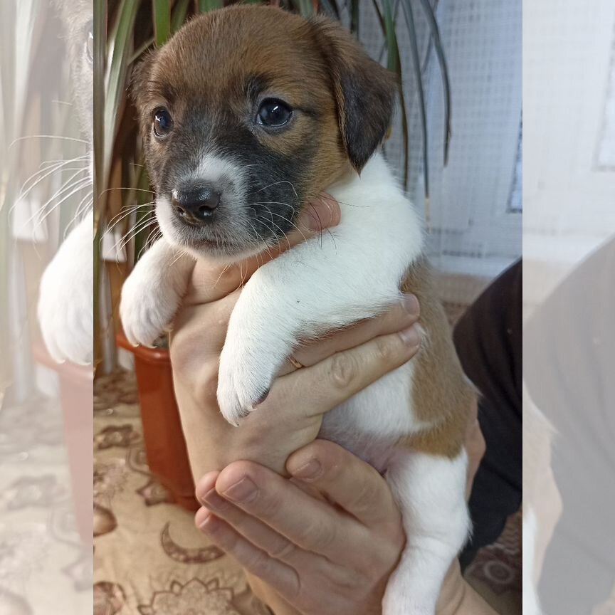 Джек-рассел-терьер, щенок