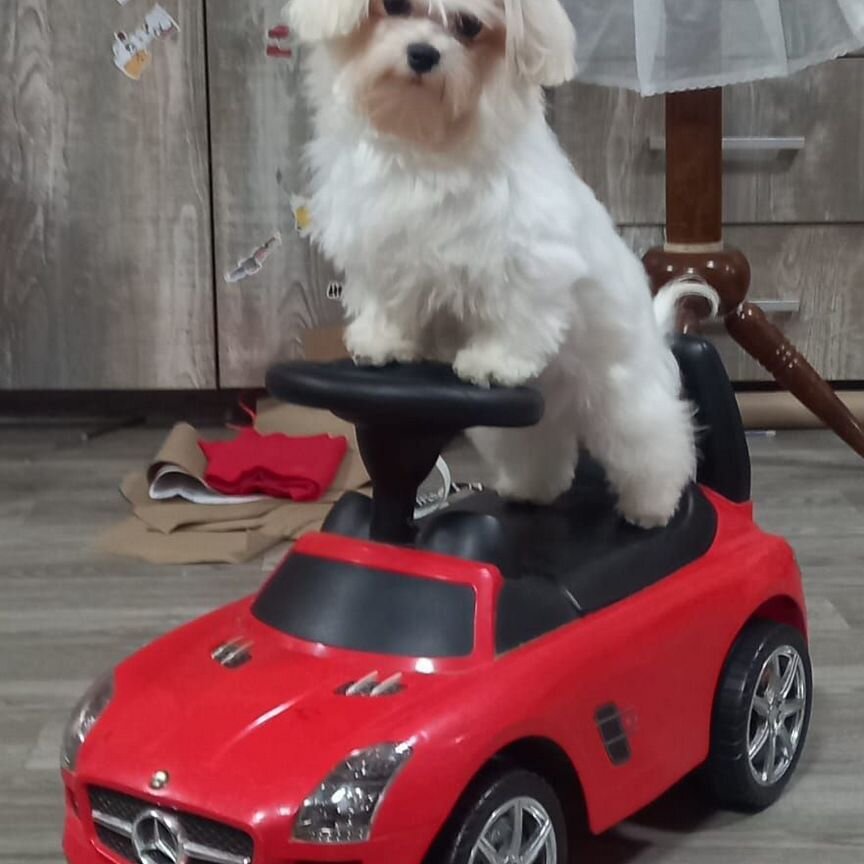 Мальтезе миник