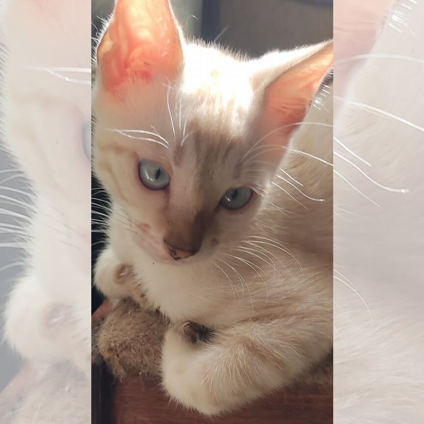 Британский короткошёрстный котёнок