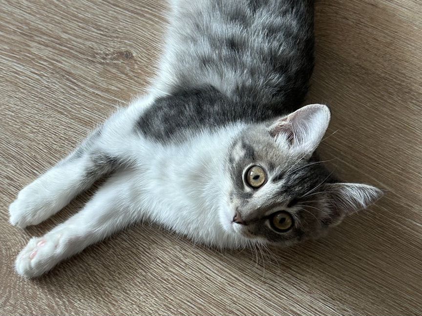 Отдаю в добрые руки