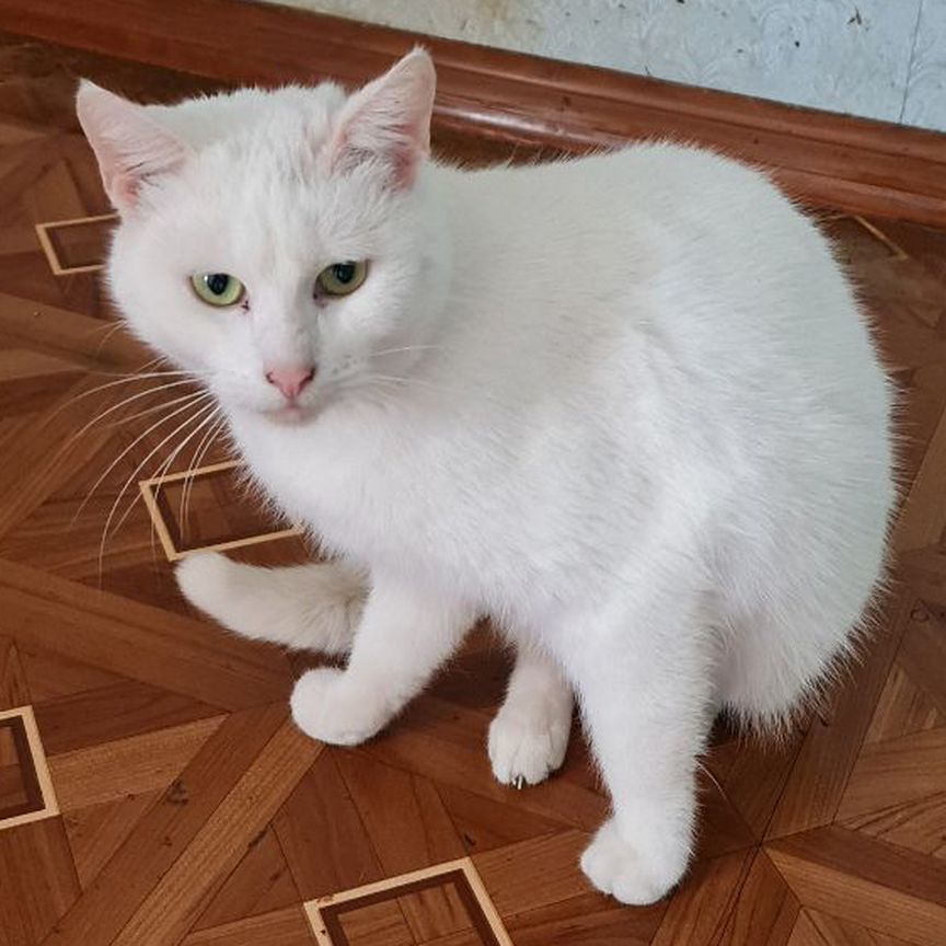 Чисто Белый Котик 6 месяцев