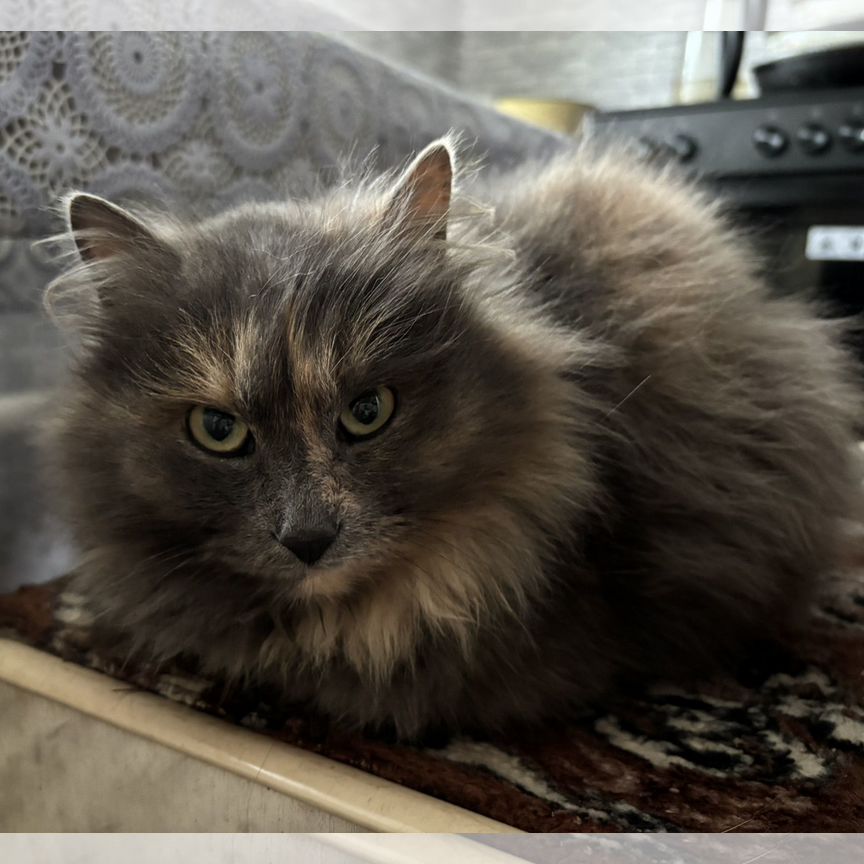 Взрослый кот в добрые руки