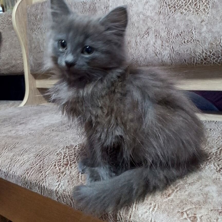 Отдам красивого Джека в добрые рукн