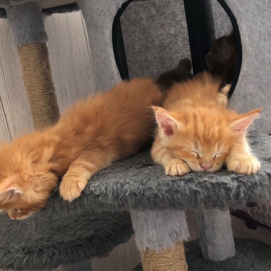 Котята мейн-кун