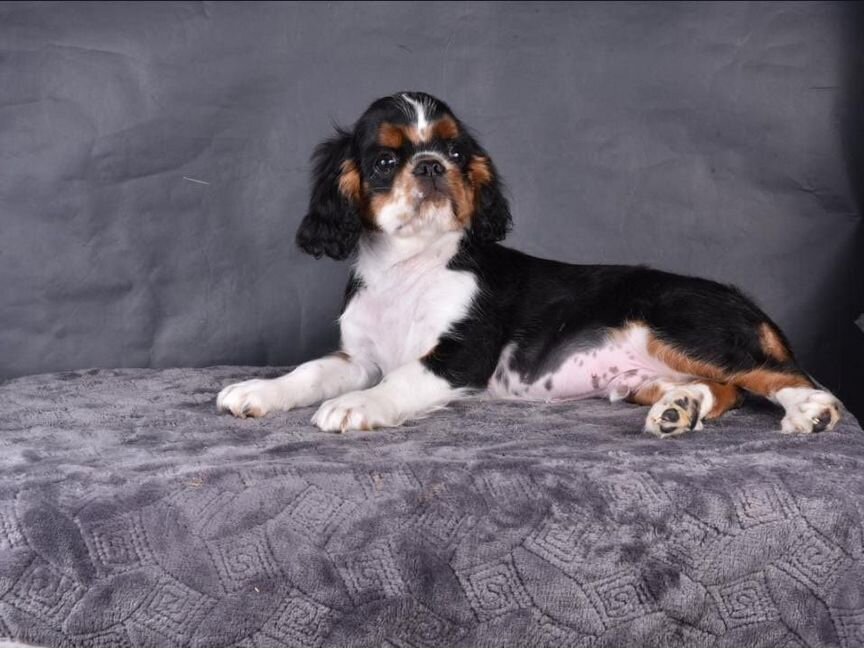 Щенки Кинг Чарльз спаниель (не Кавалер)