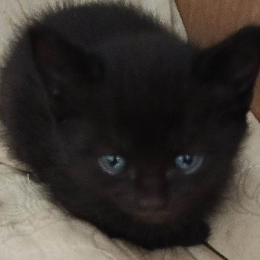 Котята