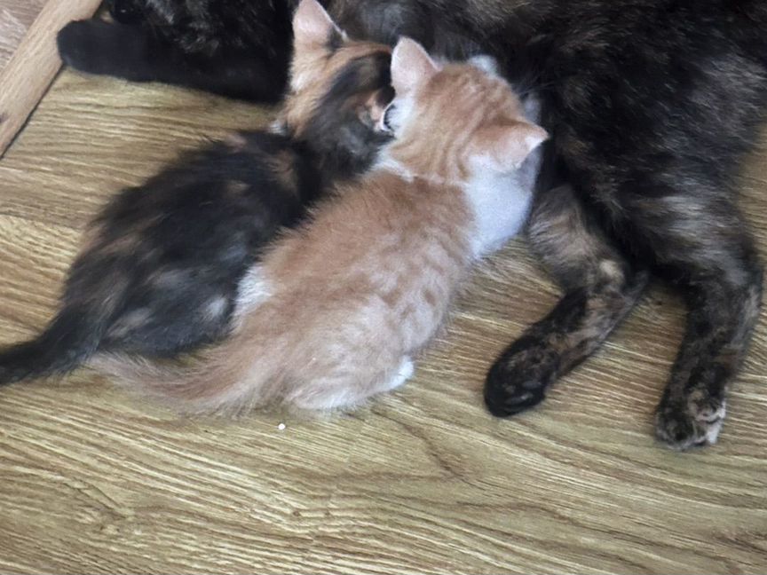 Котята в добрые руки даром