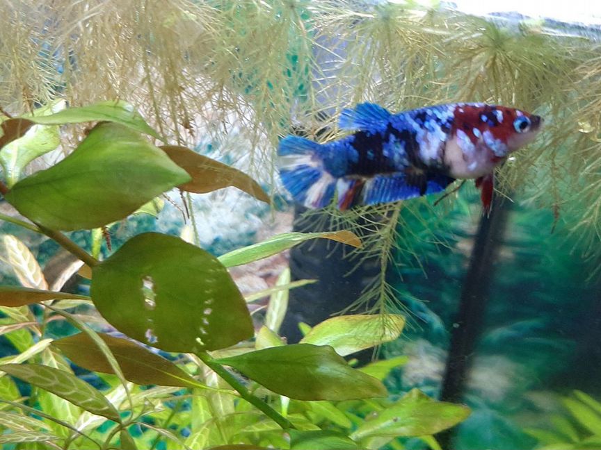 Рыбка петушок Халф Мун Плакат