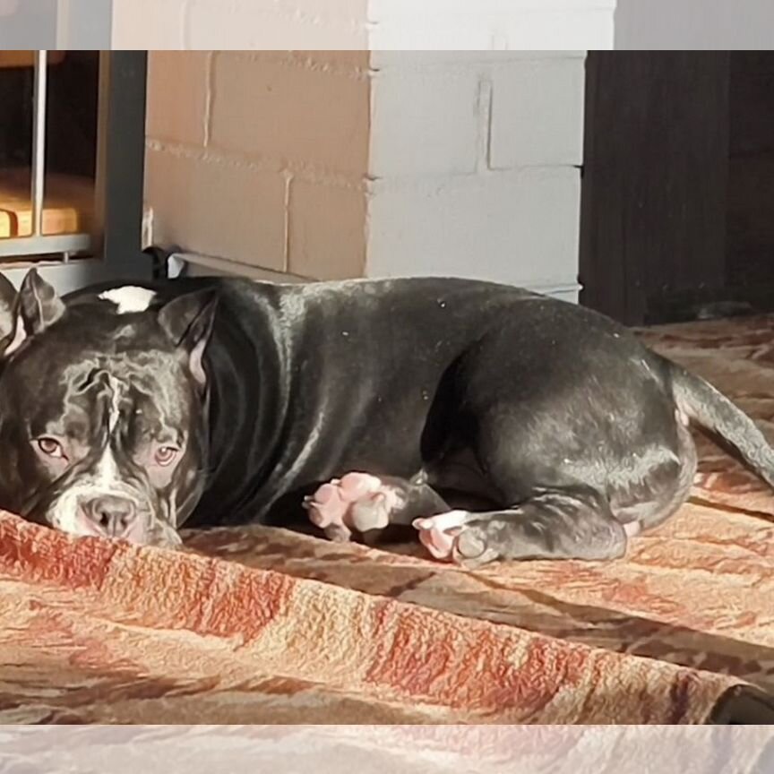 Американский булли, щенок