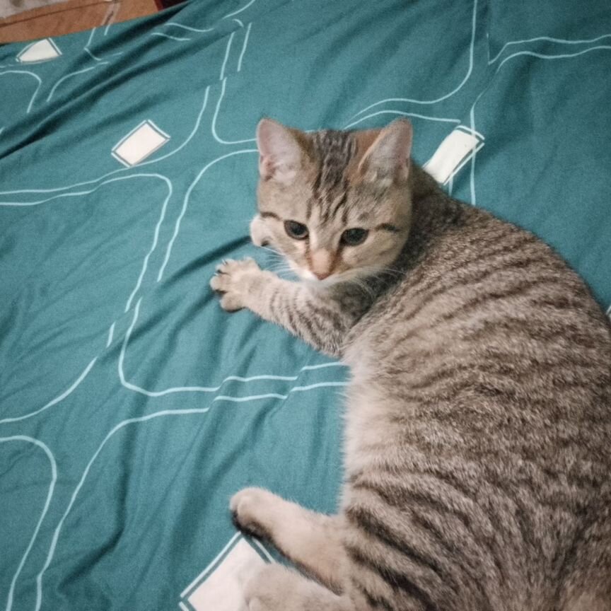 Кот для случки