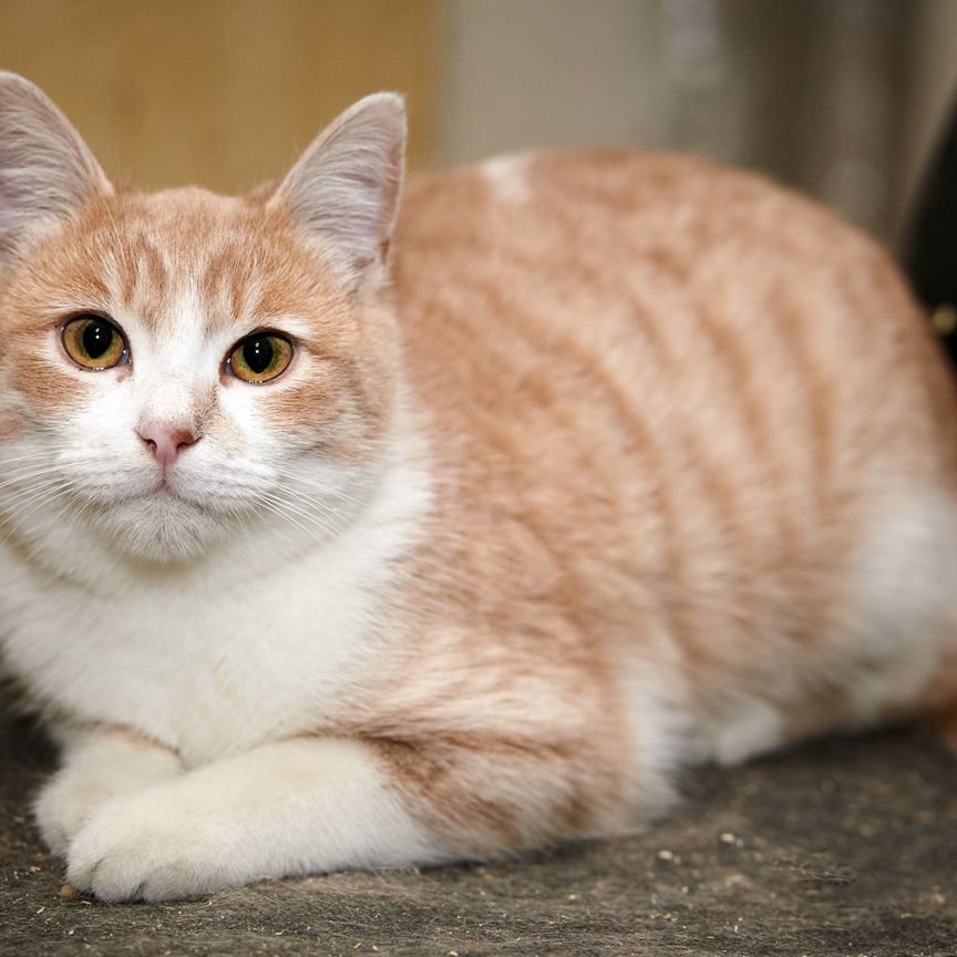 Саня 5 месяцев ищет дом