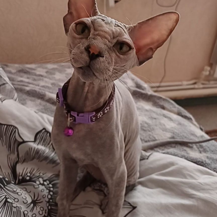 Донской сфинкс котёнок