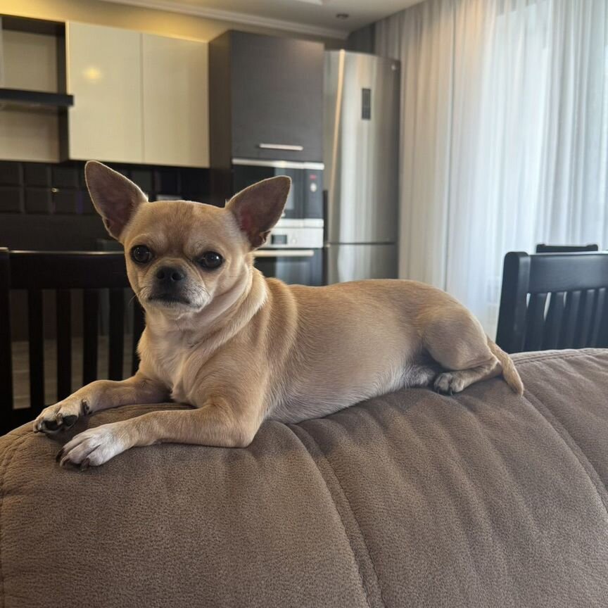 Чихуахуа в добрые руки бесплатно