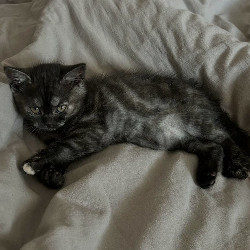Шотландский котёнок Кошка