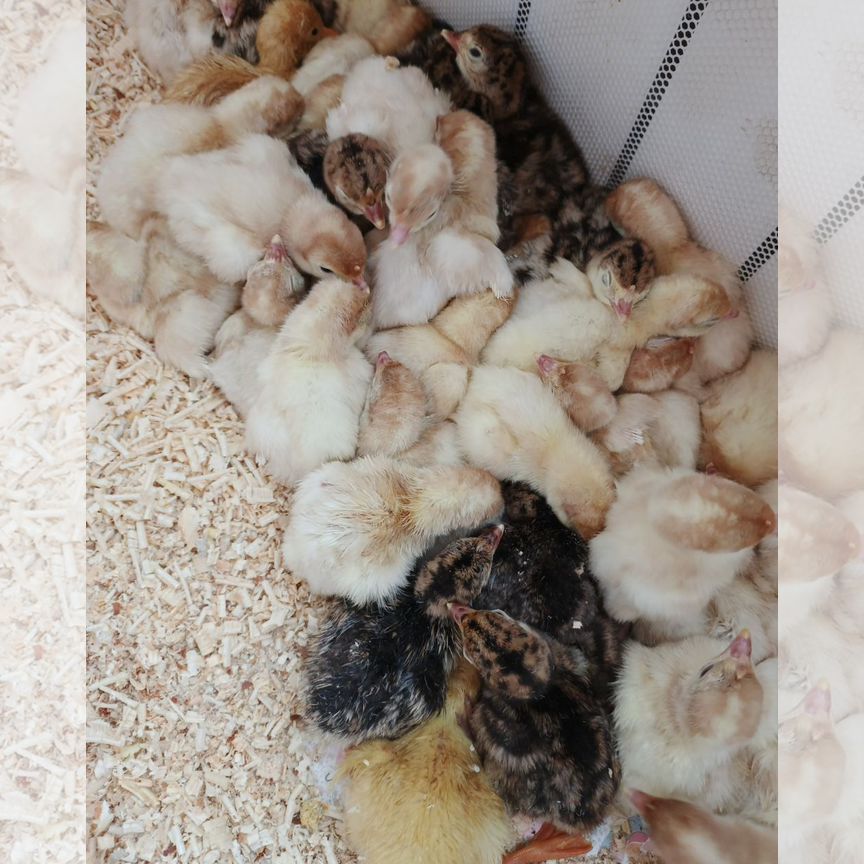 Индюшата, утята