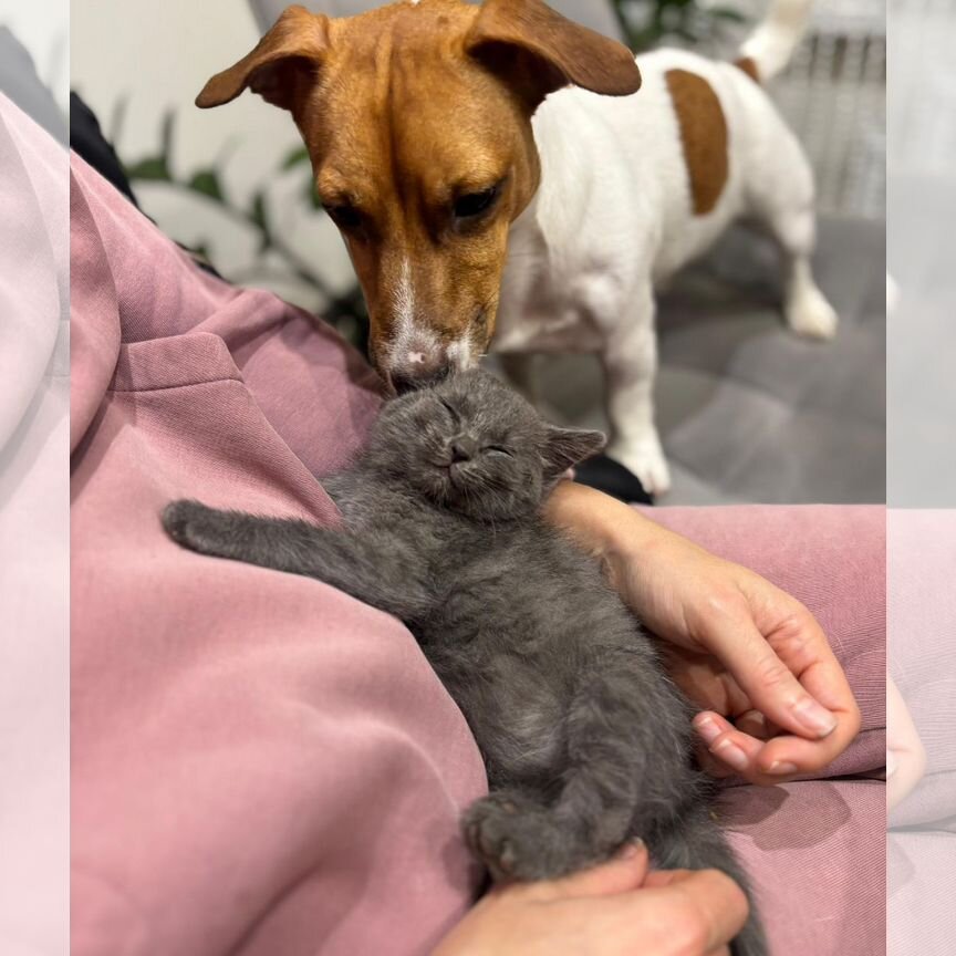 Котёнок в добрые руки