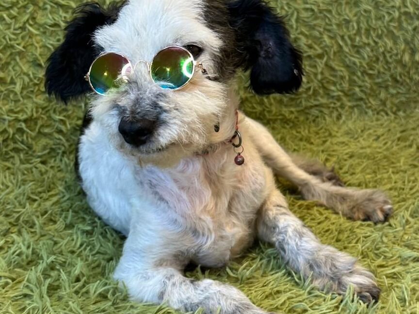 Ищет дои мелкий песик Макс