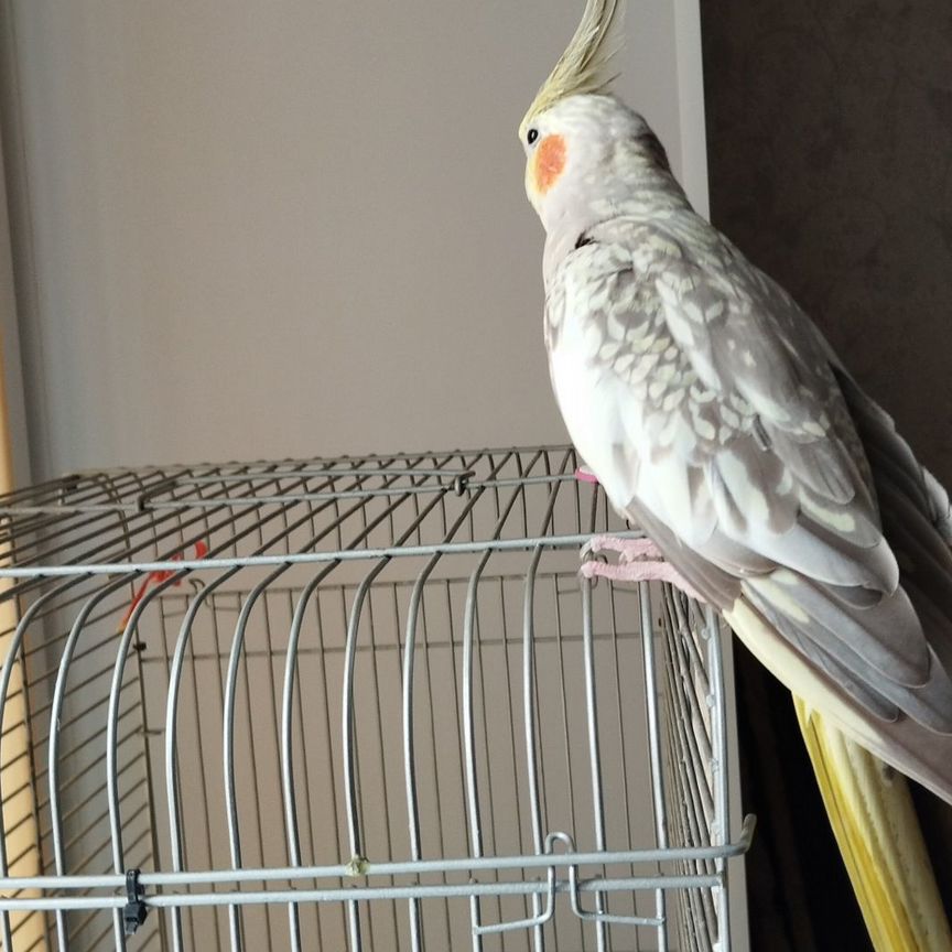 Попугай корелла девочка