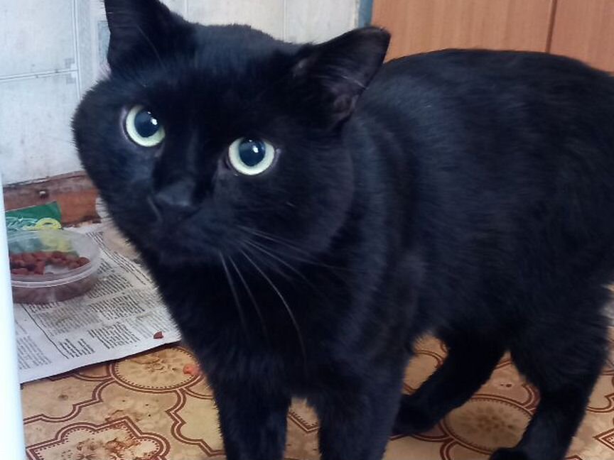 Кот