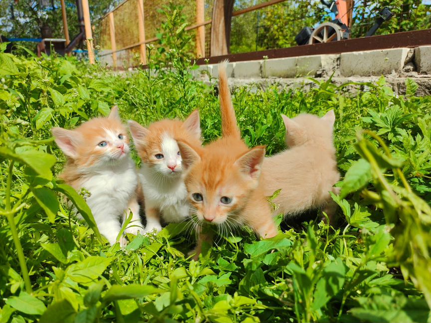 Котята в добрые руки