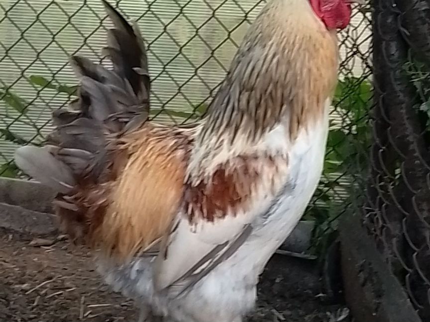 Петушок брама возраст 1 год