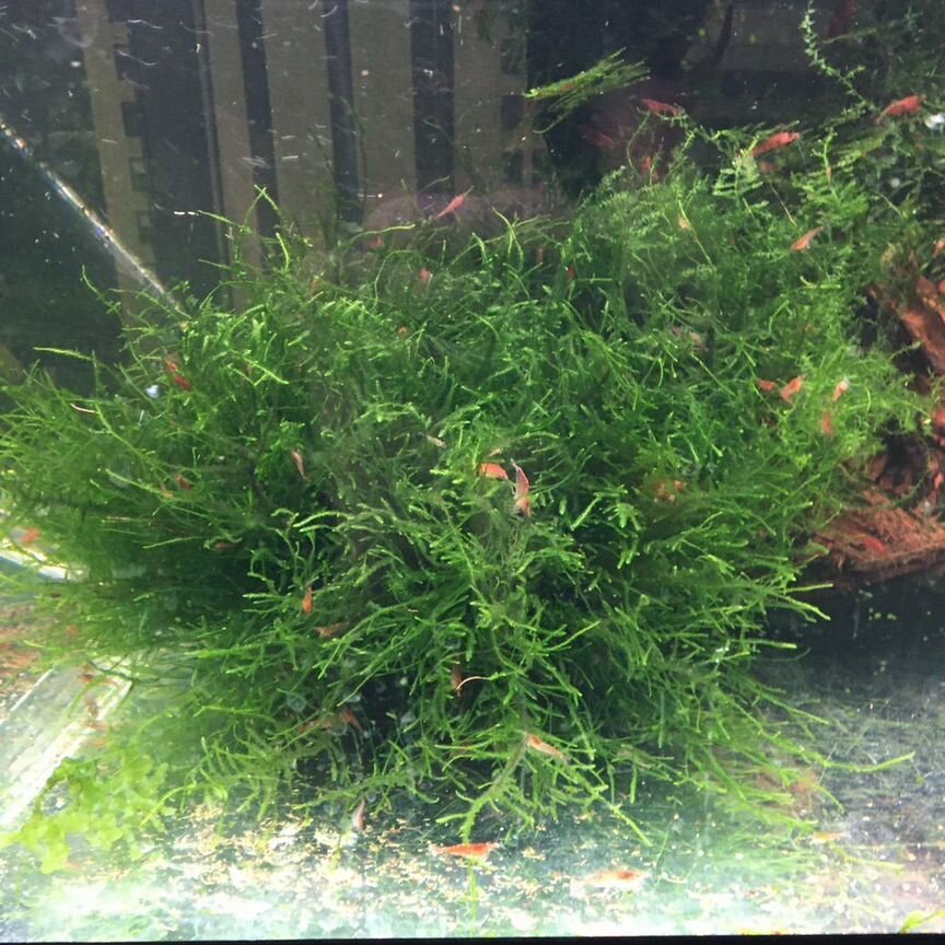 Креветки. Мох