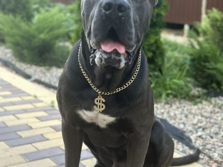 Кане Корсо вязка