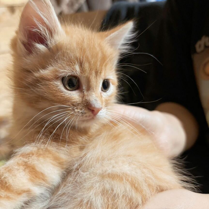 Котенок в добрые руки