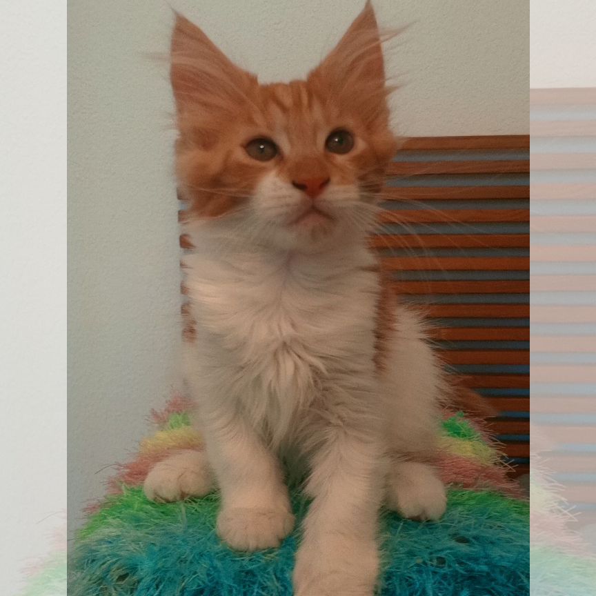 Мейн-кун котёнок