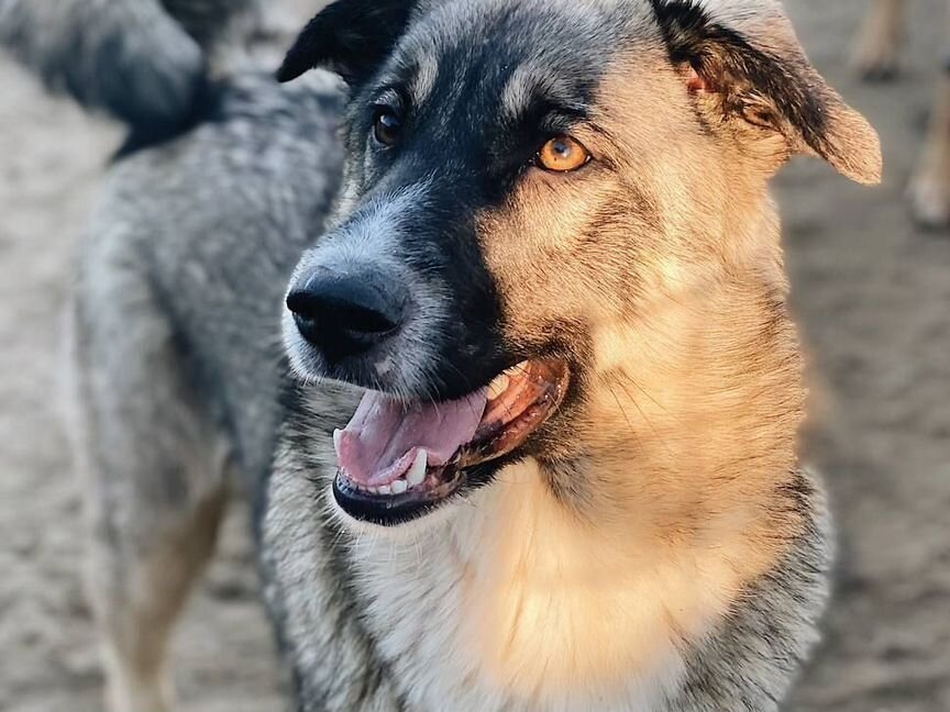 Собака в добрые руки