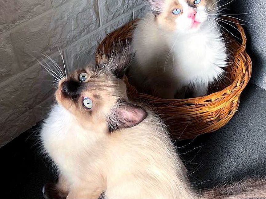Рэгдолл котята с документами