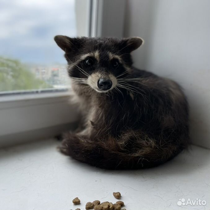 Енот полоскун