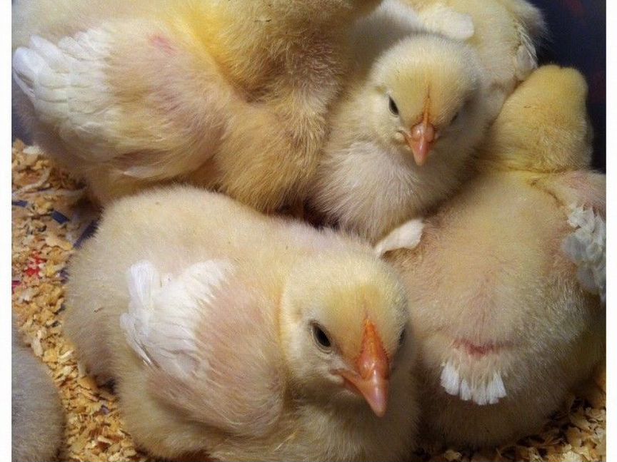 Цыплята броллер