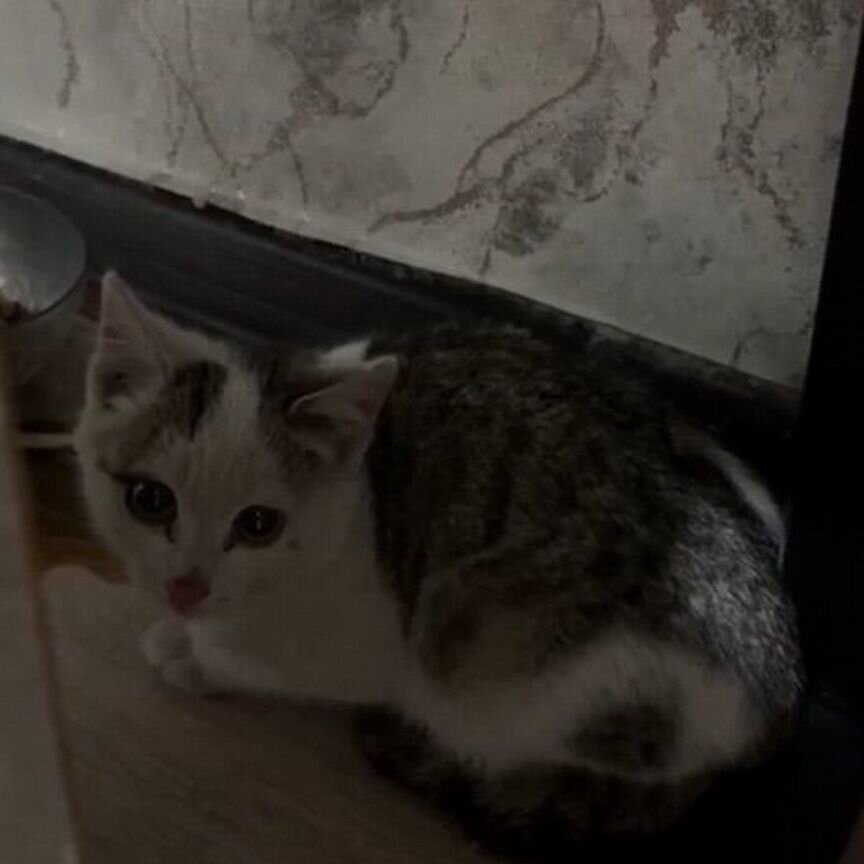Котенок в добрые руки нашла на улице