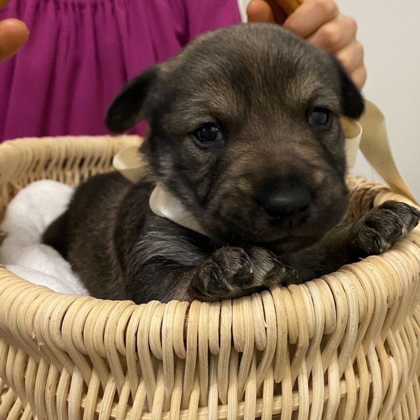 Щенок в добрые руки