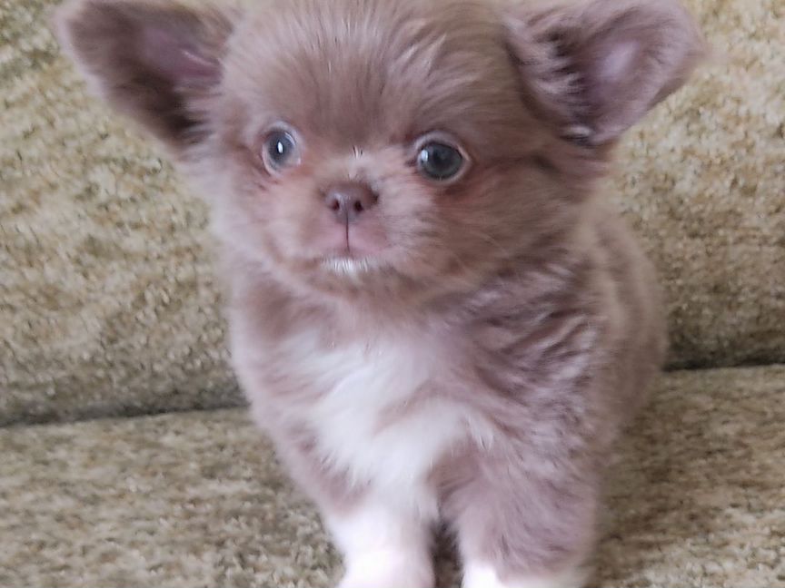 Чихуахуа Девочки